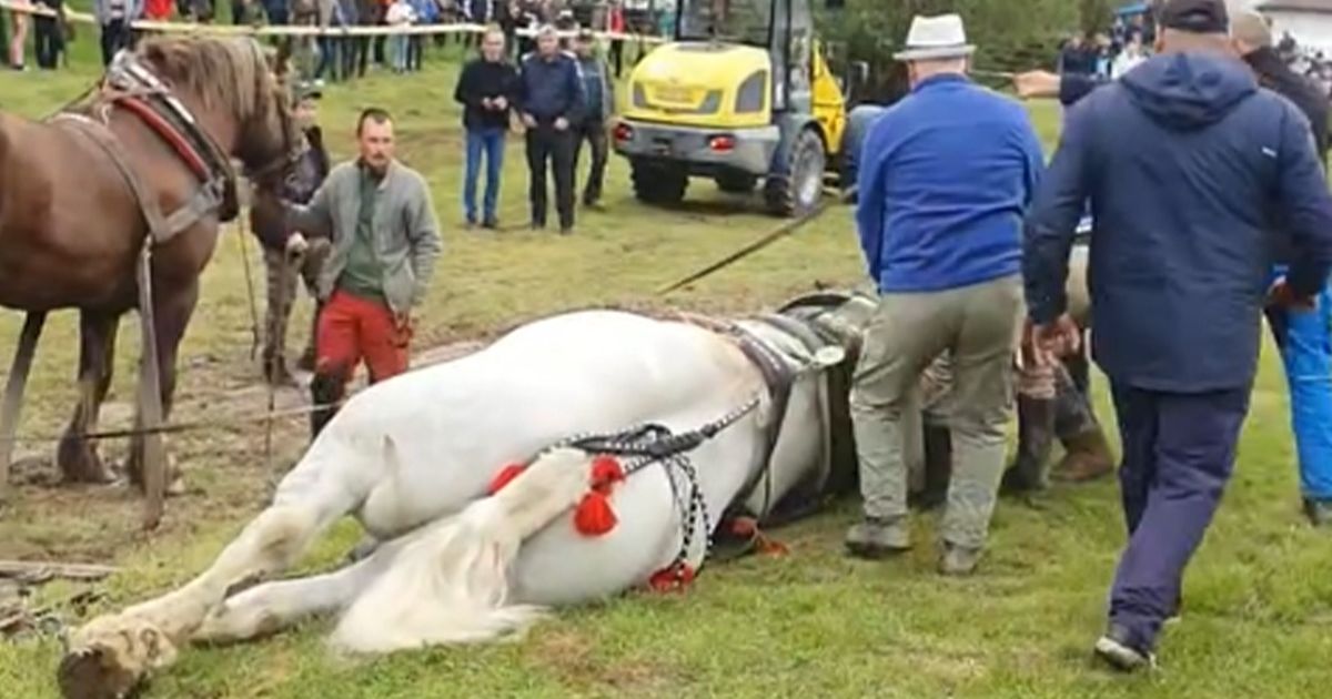 Caz șocant în România! Poliția a intervenit, după ce un cal, evaluat la 20.000 de euro, a murit ...