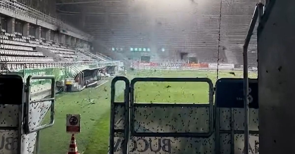 Explicația invaziei de insecte. Coșmarul de la Voluntari se poate ...